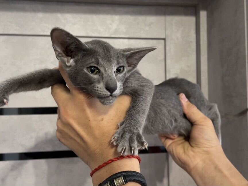 Ориентальная кошка