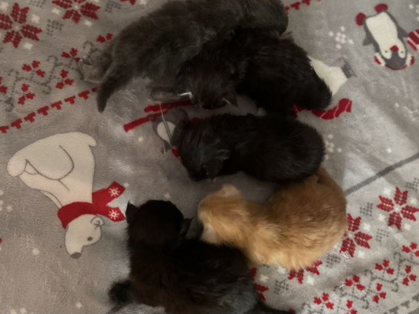 Котята мейн-кун