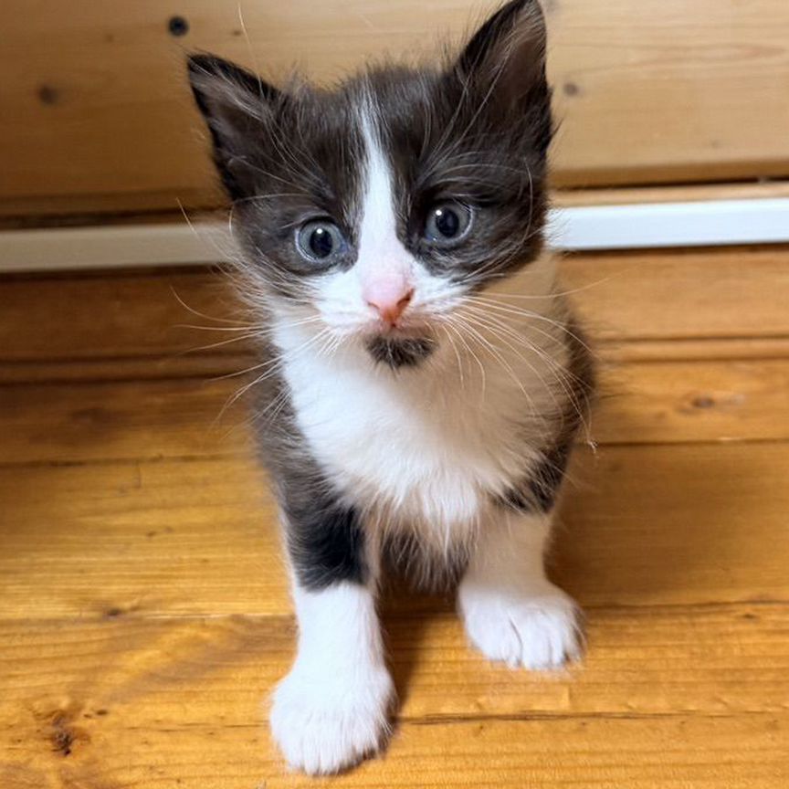 Котёнок от частного владельца