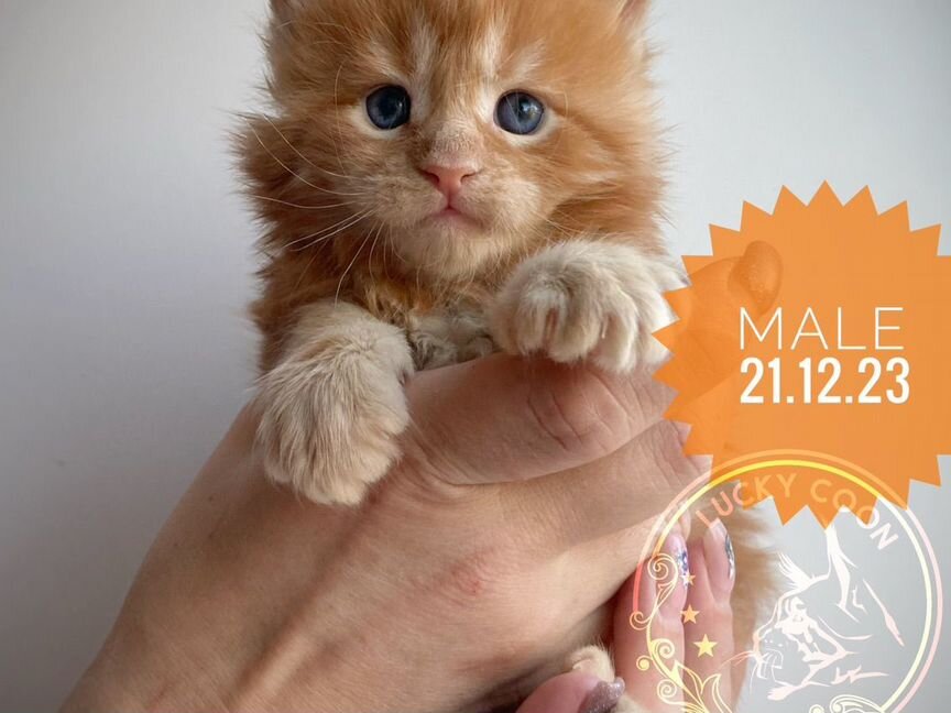 Котята мейн-кун из питомника