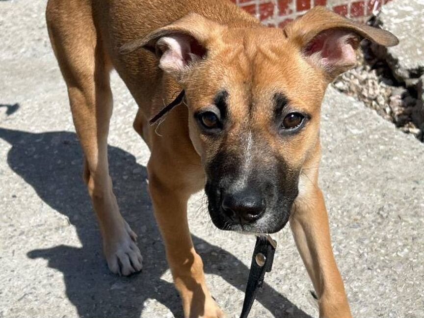 Собака амстафф