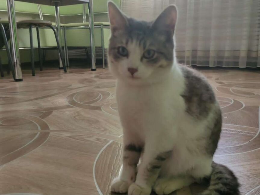 Котёнок ищет дом кушает все лоток на ура