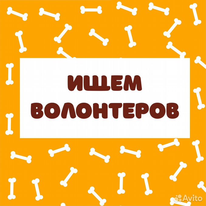 Волонтёрам нужны помощники