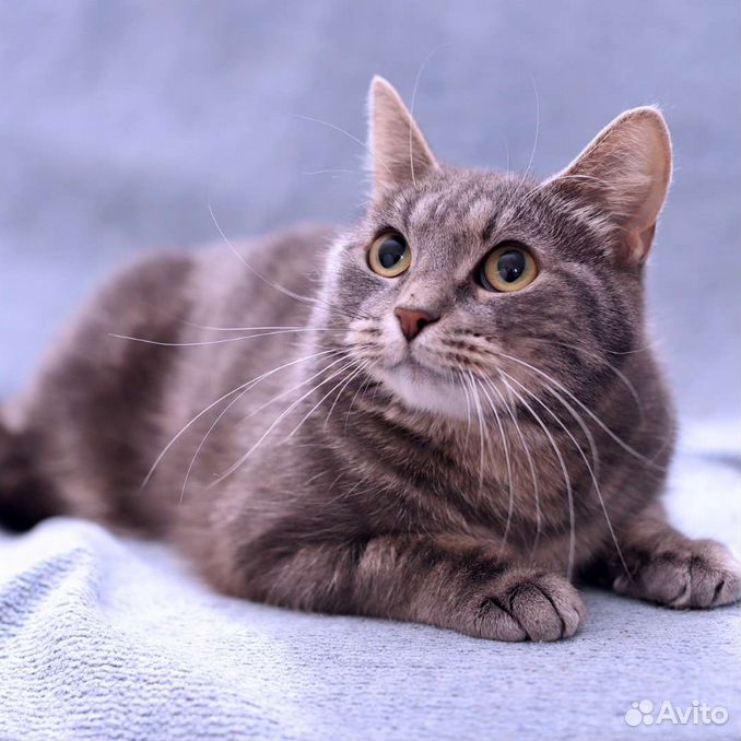 Кошка Элли ищет дом