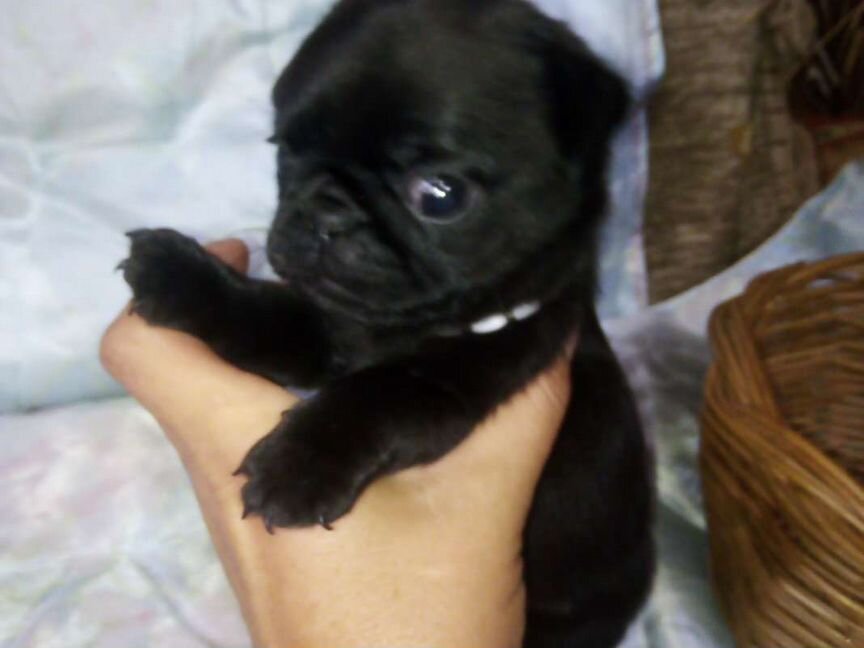 Мопс девочка