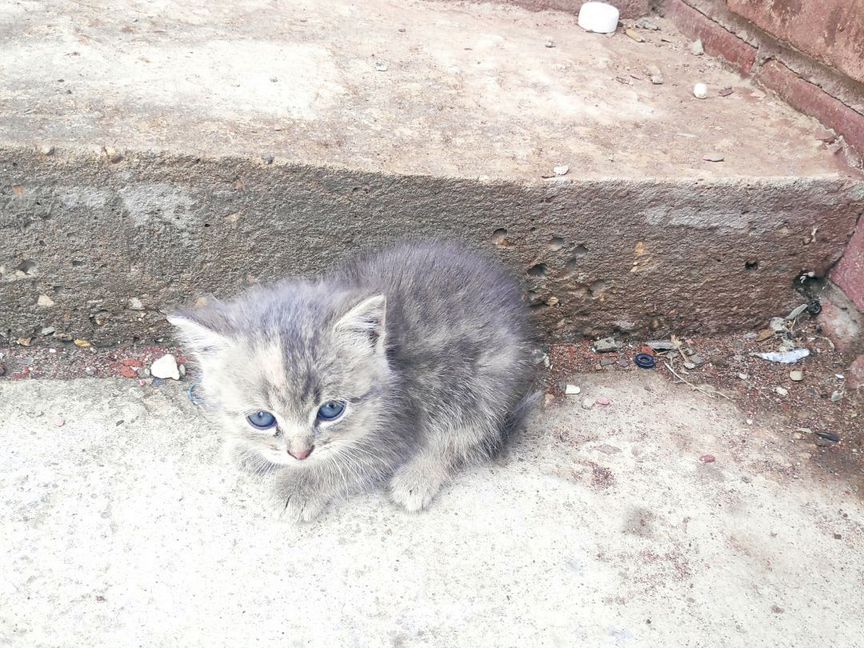 Котята- пушистики в дар