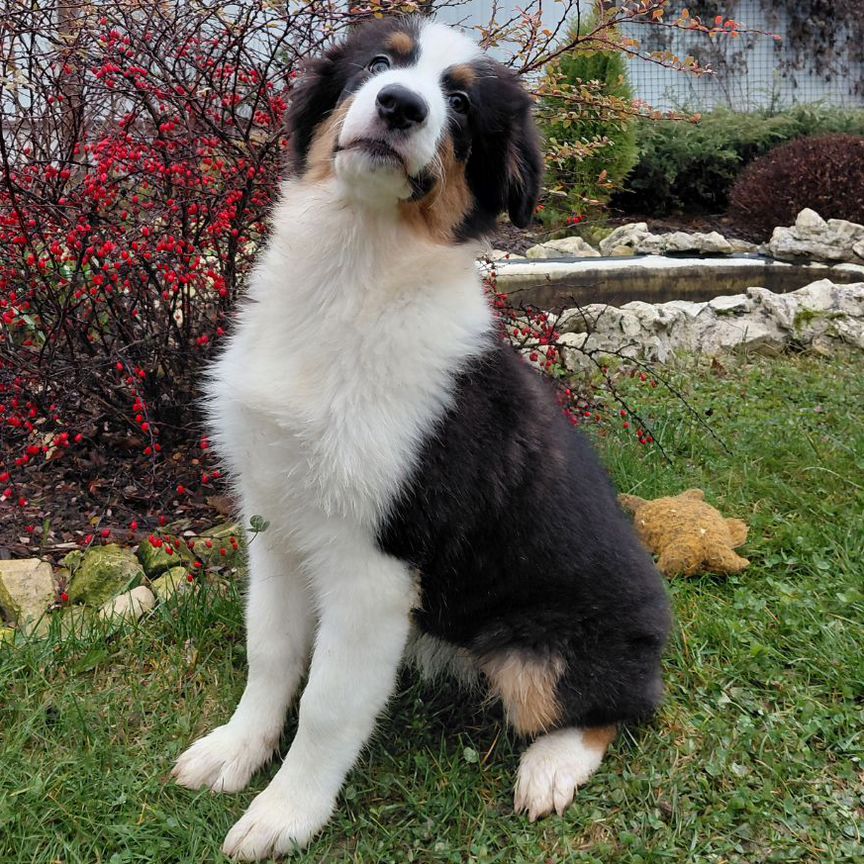 Австралийская овчарка, щенок