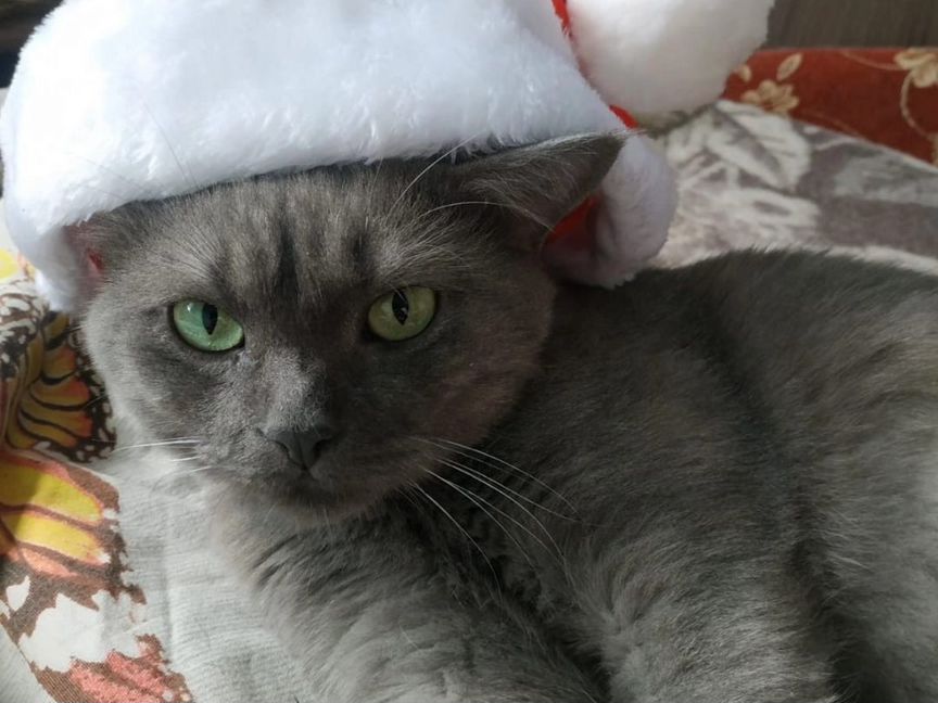 Котика бросили в клинике одного
