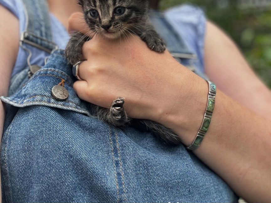 Котенок в добрые руки мальчик