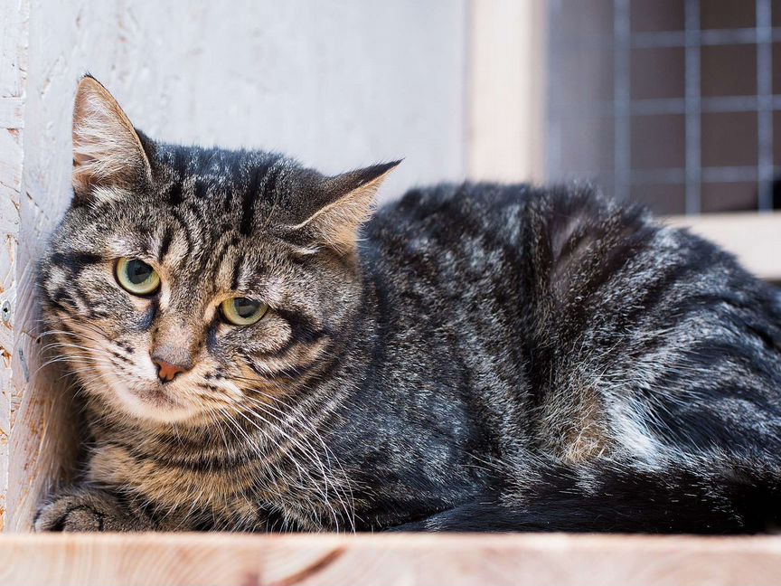 История Печали