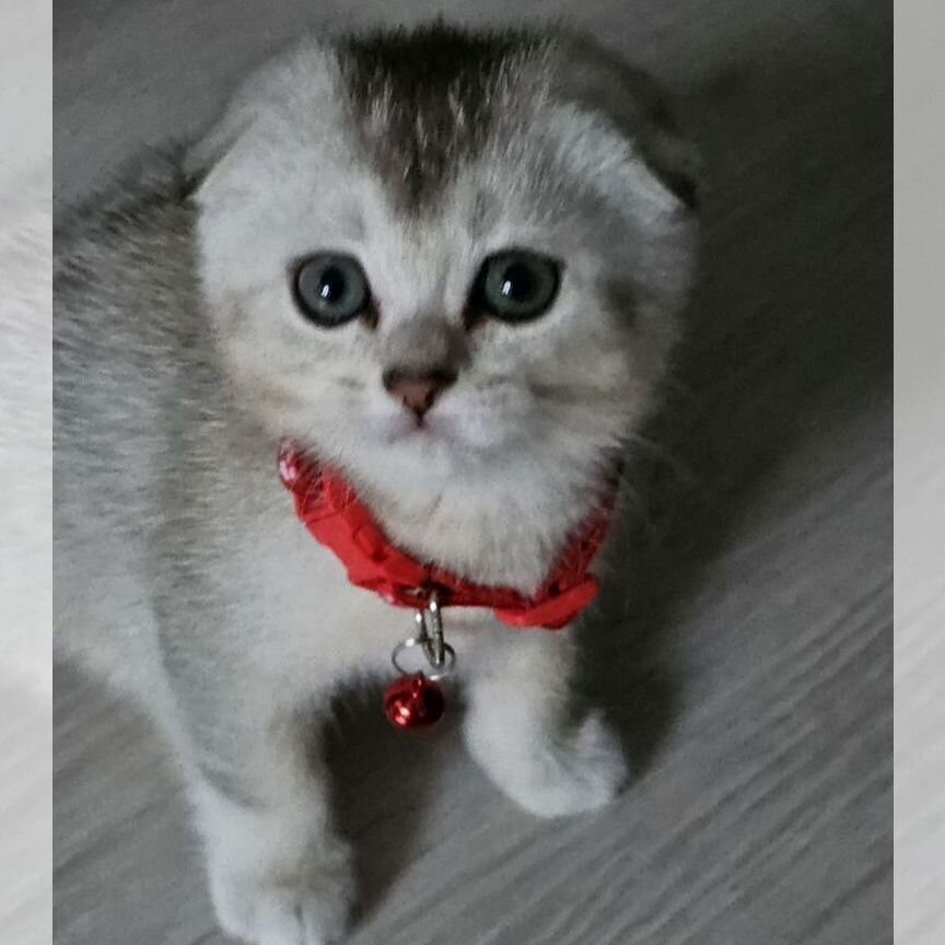 Шотландский вислоухий короткошёрстный котёнок