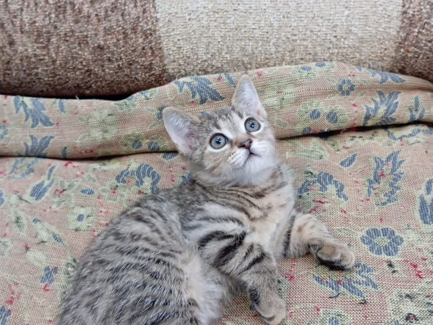 Котенок девочка