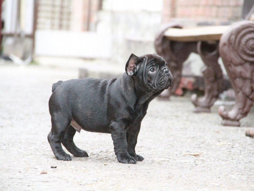 Французский бульдог