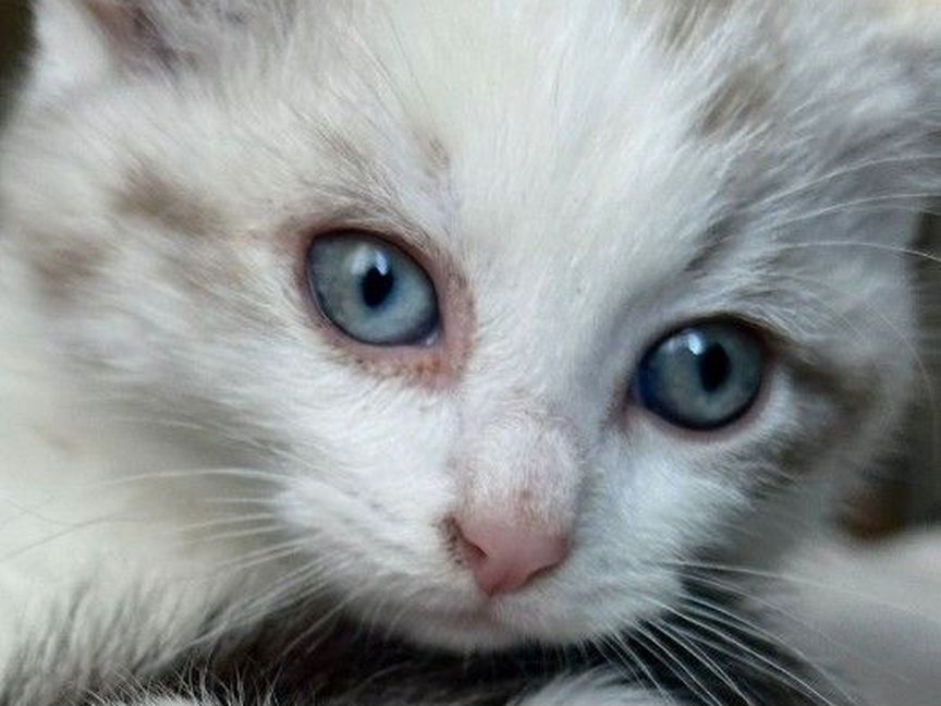 Кошка