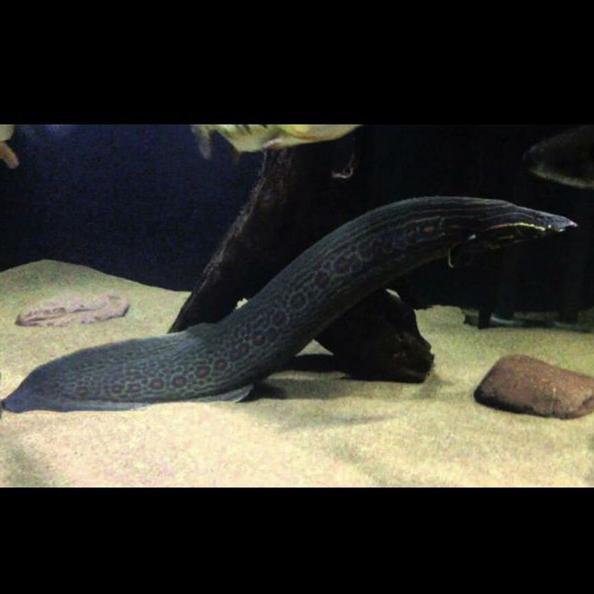 Мастацембел