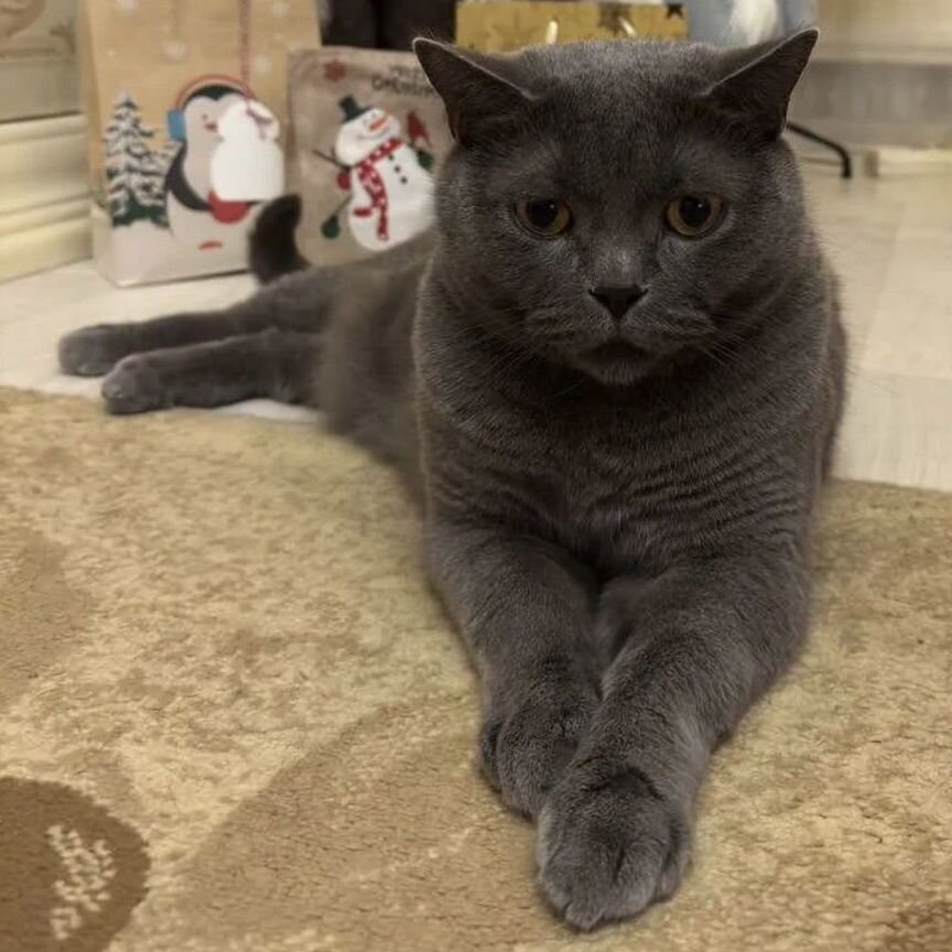 Британский кот