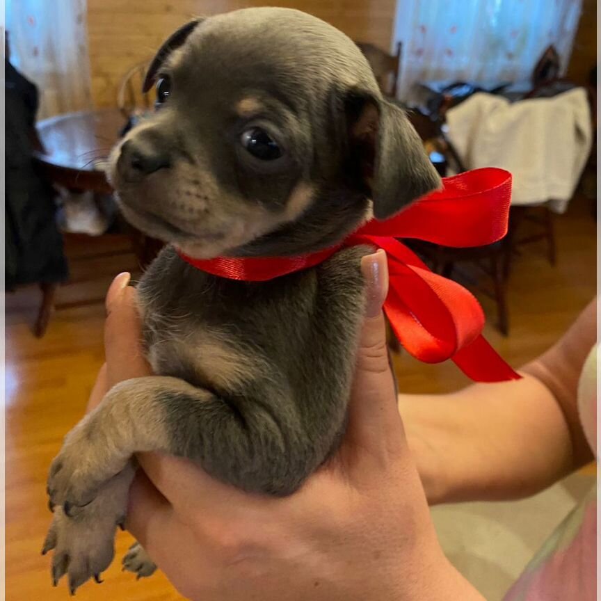 Русский той-терьер, щенок