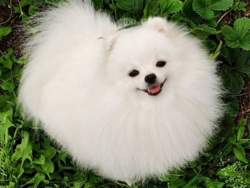 Померанский шпиц вязка кобель