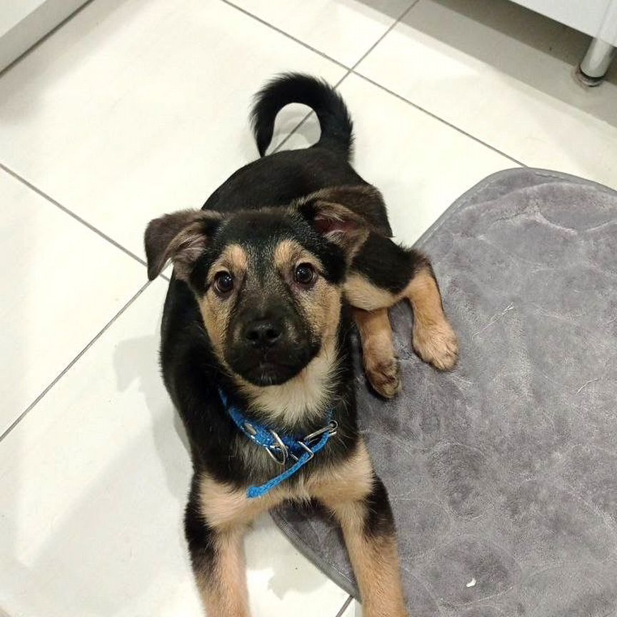 Лея ищет семью