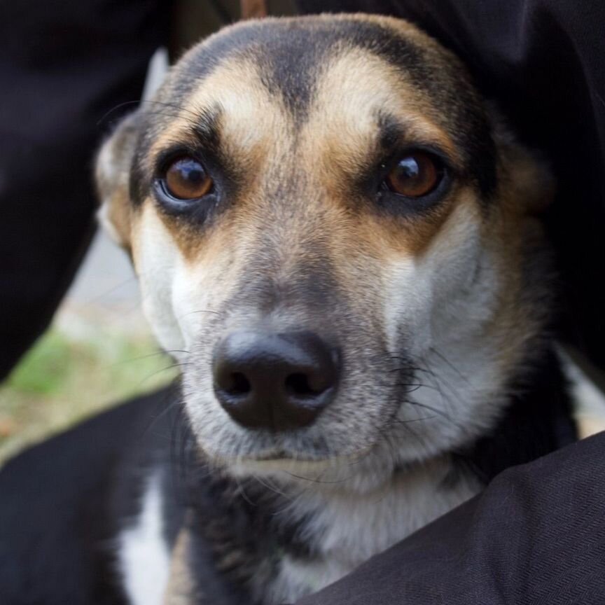 Спасли собаку с сво