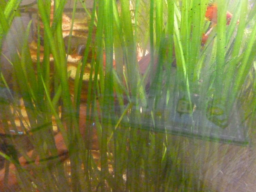 Гигантская валиснерия,улитки хелены,роголистник