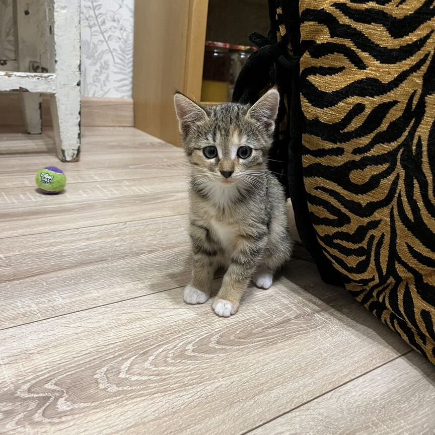 Котенок в добрые руки