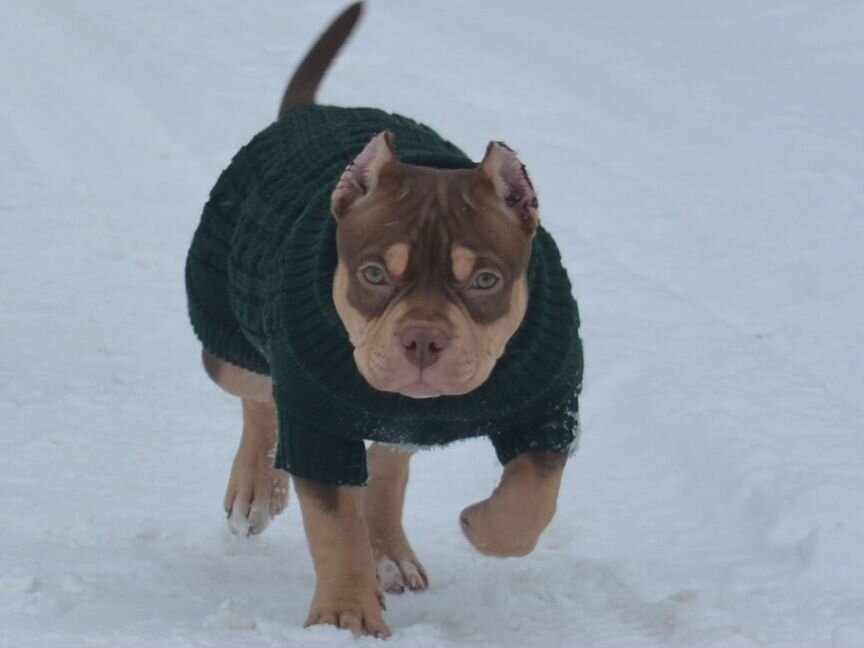 Булли девочка