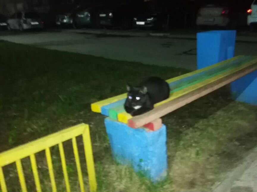 Брошенный котик ищет дом