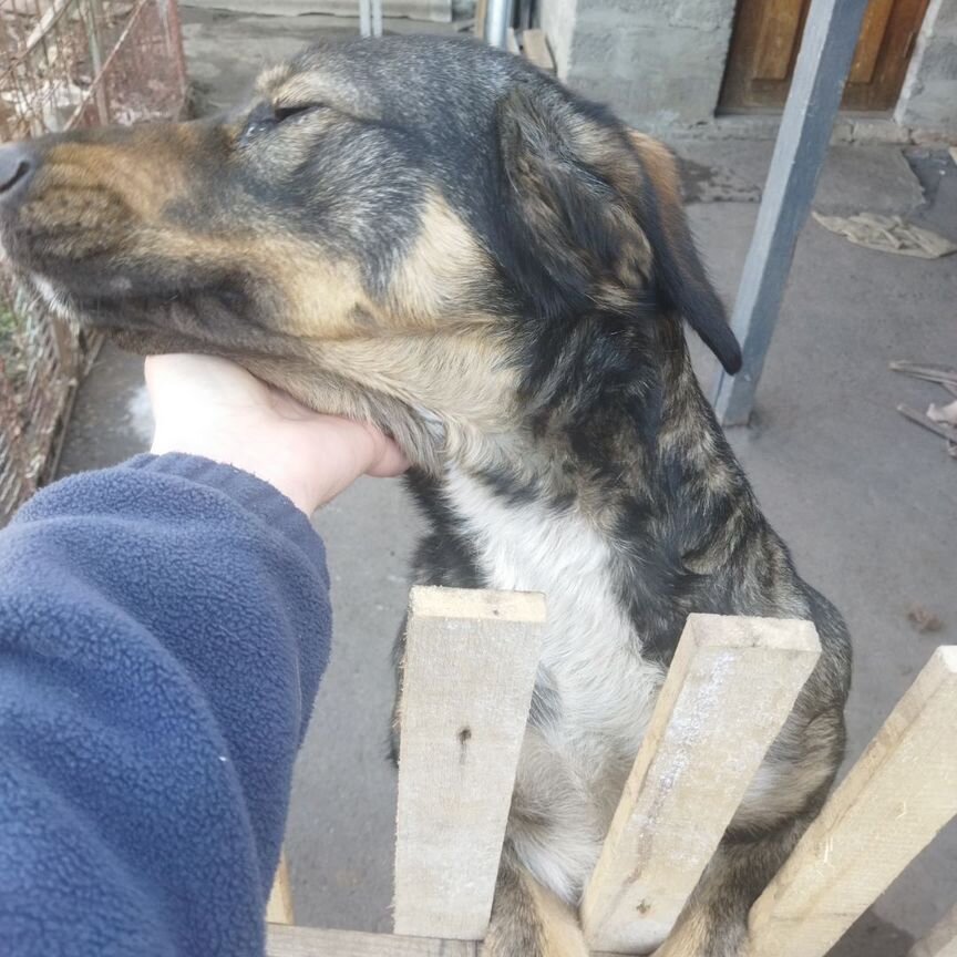 Отдам в добрые руки