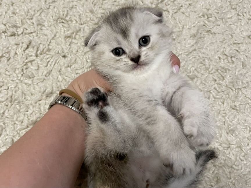 Шотландские котята