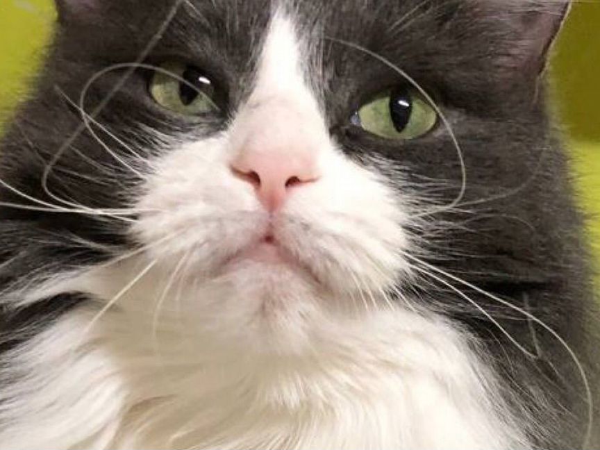 Кошка