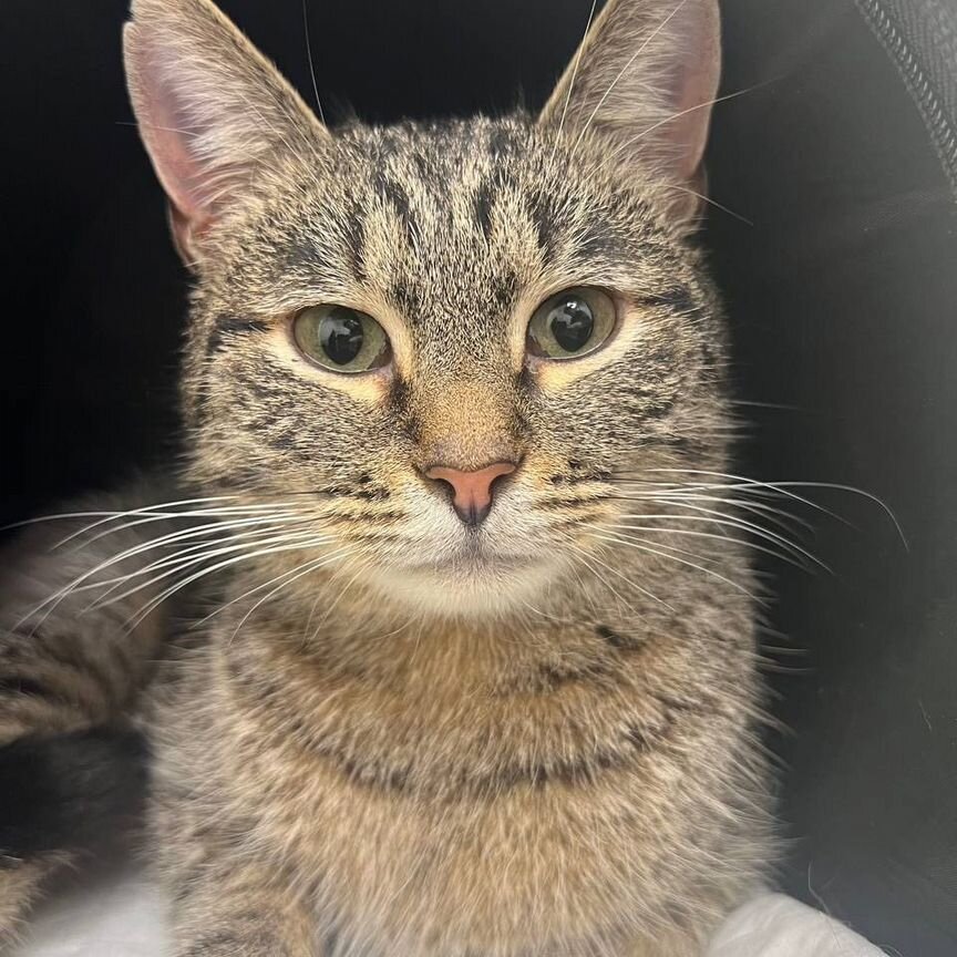 Кот Матросов