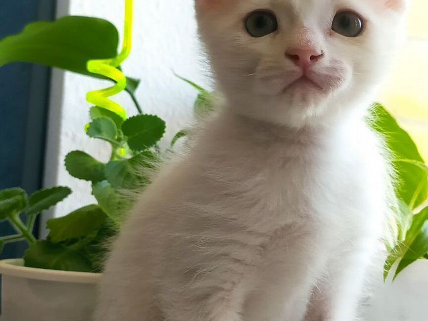 Котенок белый в добрые руки