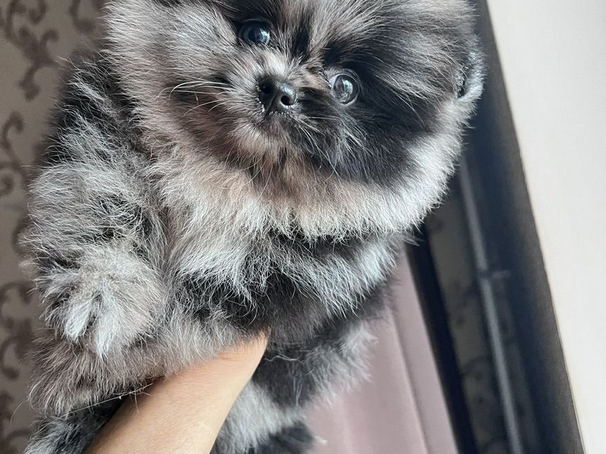 Щенки шпица мерле