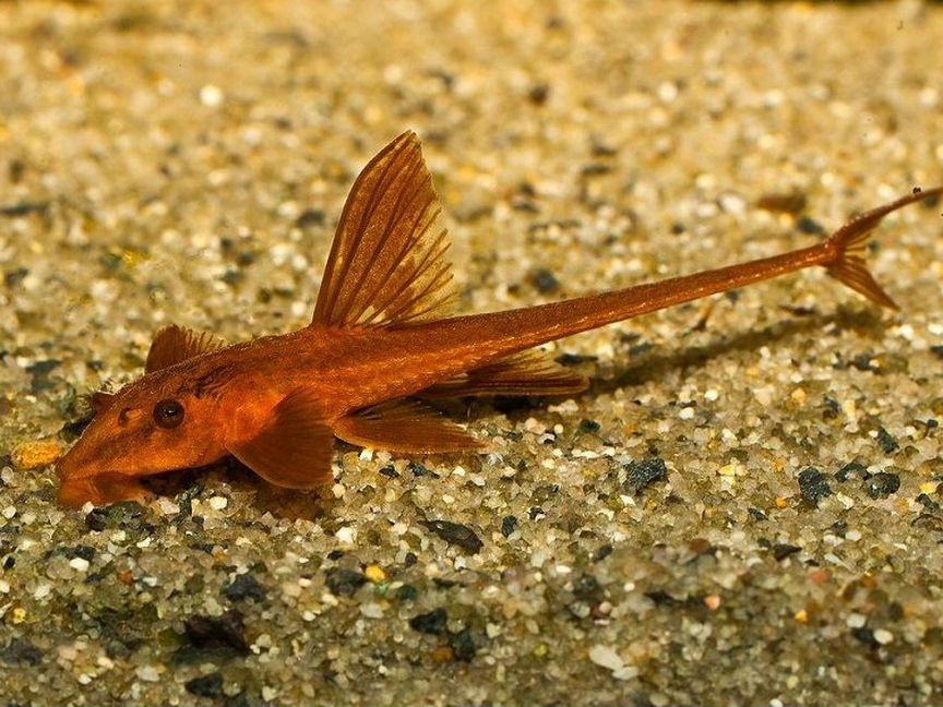 Лорикария Красная (арт 4025)