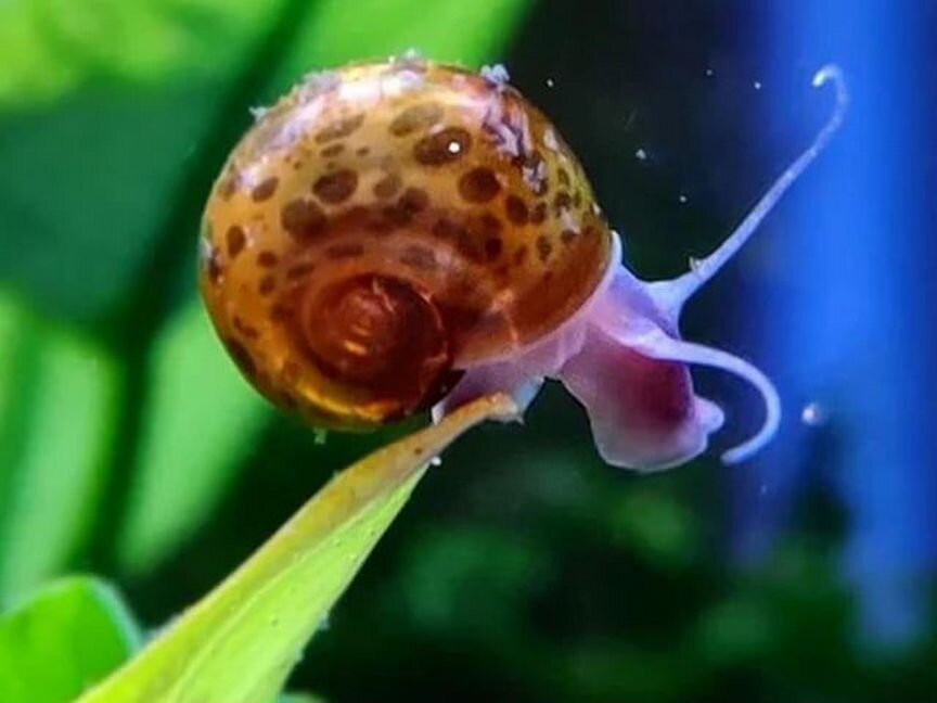 Улитка катушка пятнистая перламутровая