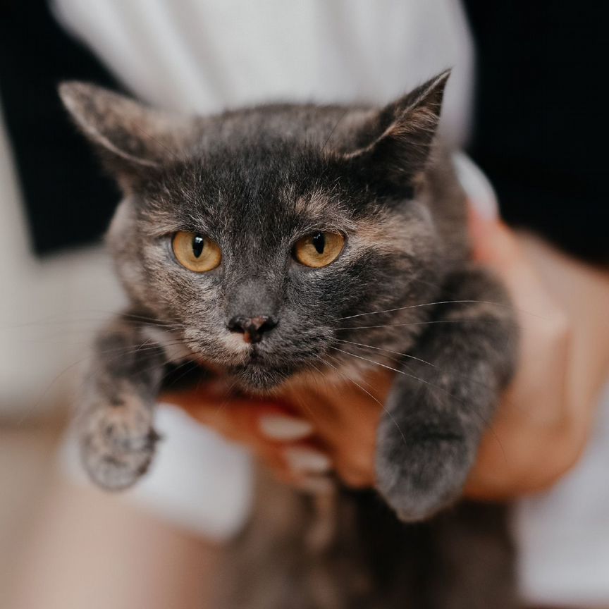 Кошка Яшма ищет дом
