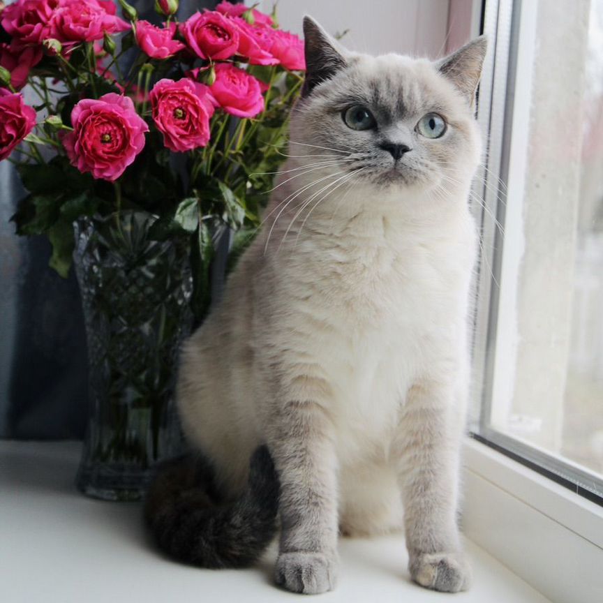 Шотландская кошечка