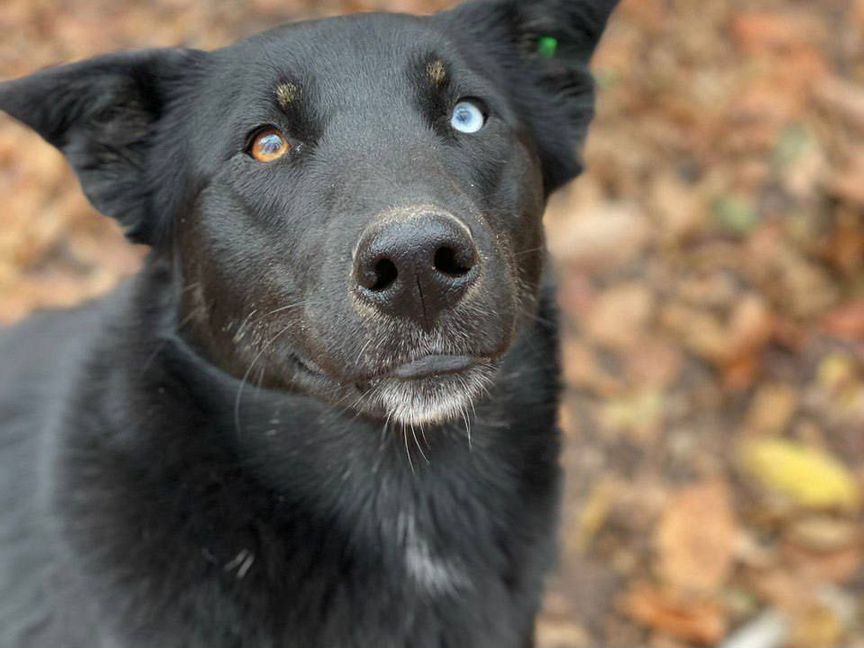 Собака хаски + овчарка в добрые руки