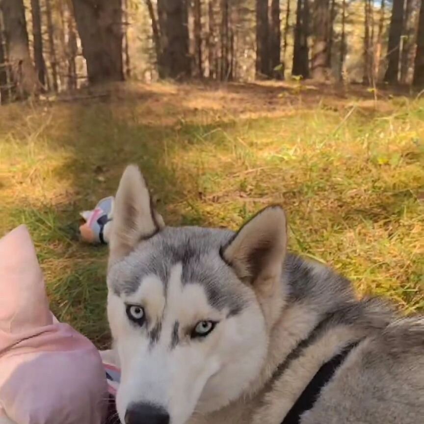 Сибирский хаски