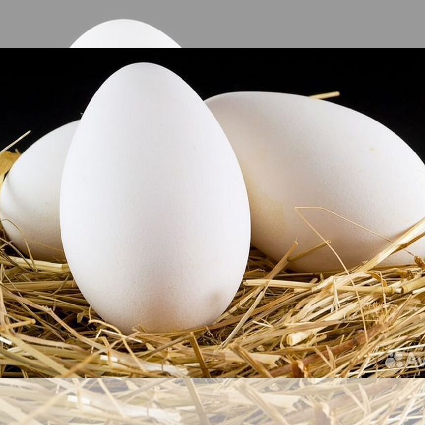Инкубационное яйцо гусиное