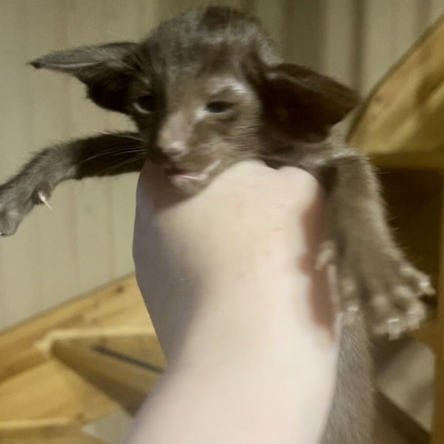 Ориентальные котята экстрим
