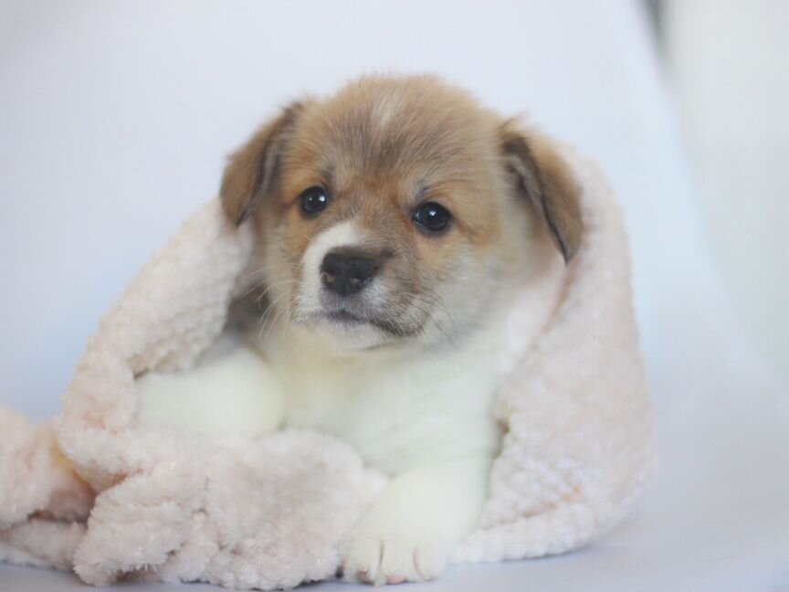 Вельш корги пемброк девочка