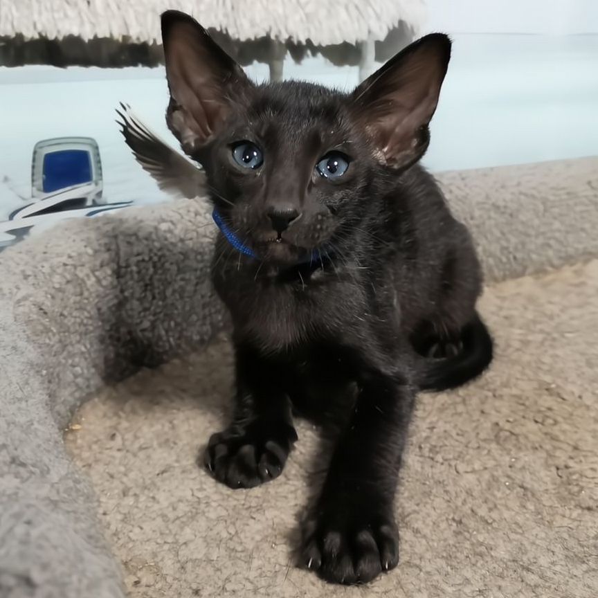 Ориентальный котёнок