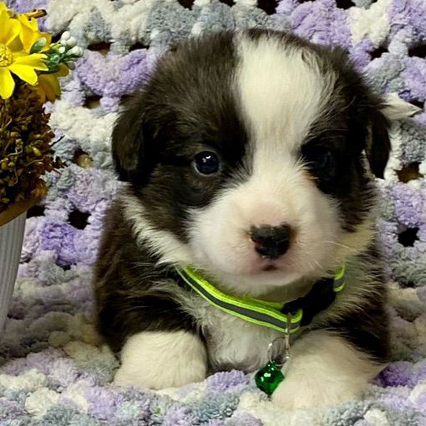 Тигровые щенки