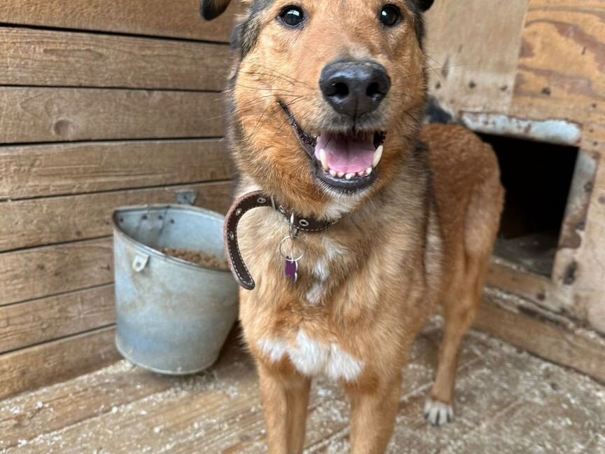 Лобзик-рыжик со смешным именем ищет семью