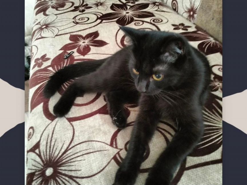 Котенок в добрые руки