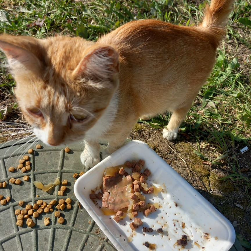 Котик