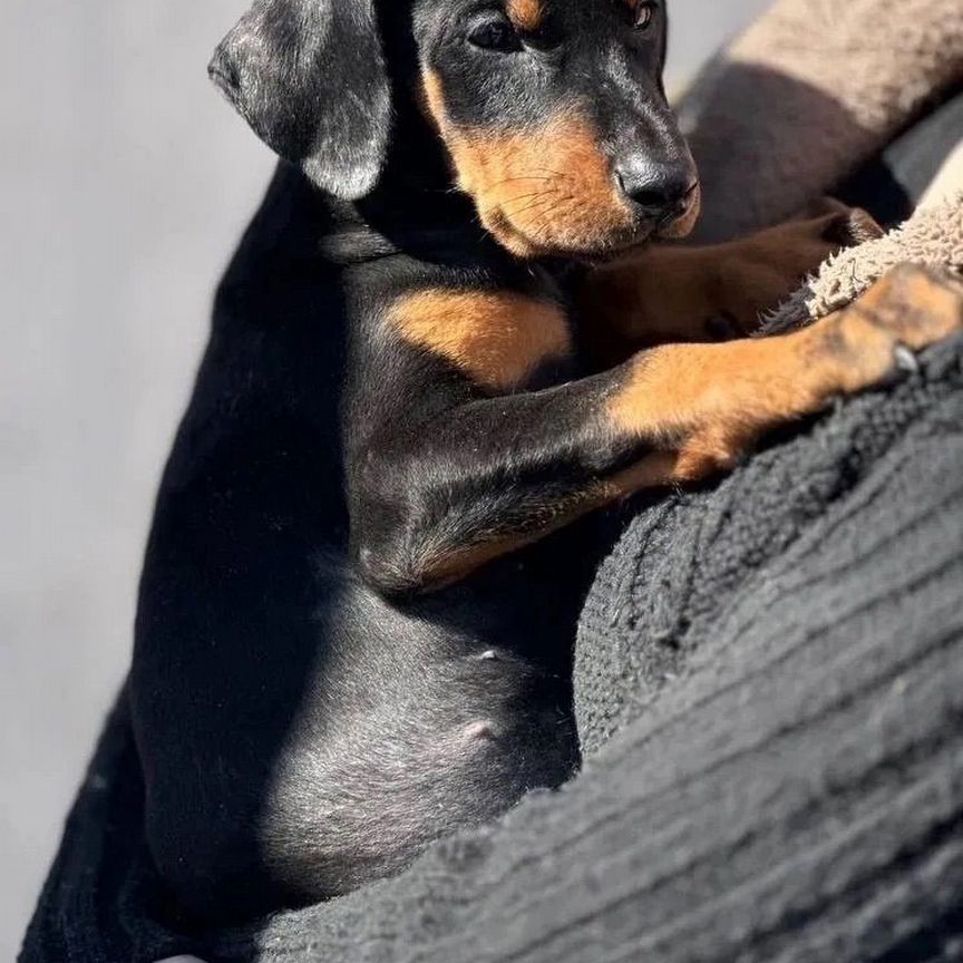 Щенок доберман