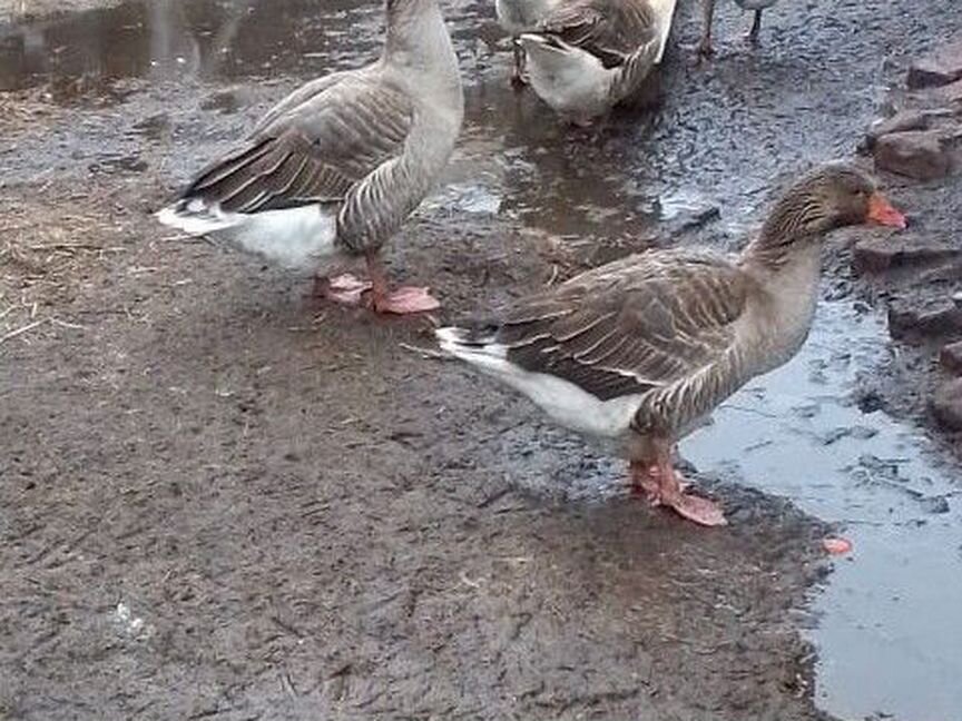 Семья гусиная 5 штук